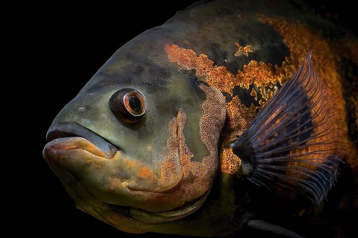 Oscar Cichlid - Pet Fish Pro