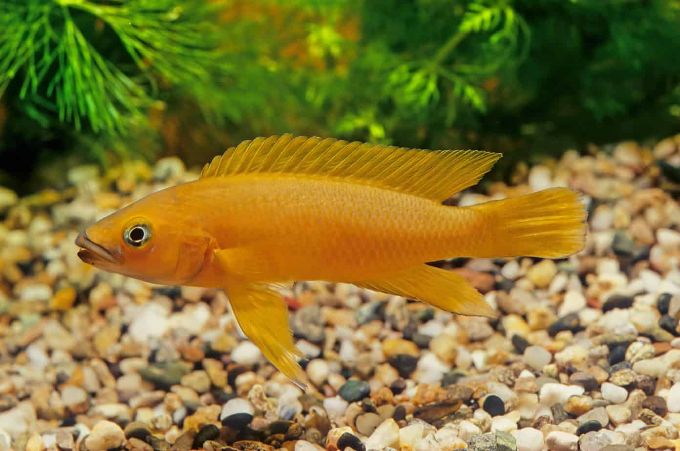 Neolamprologus Leleupi Cichlid - Pet Fish Pro