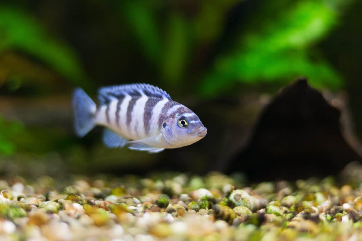 Mbuna Cichlid - Pet Fish Pro