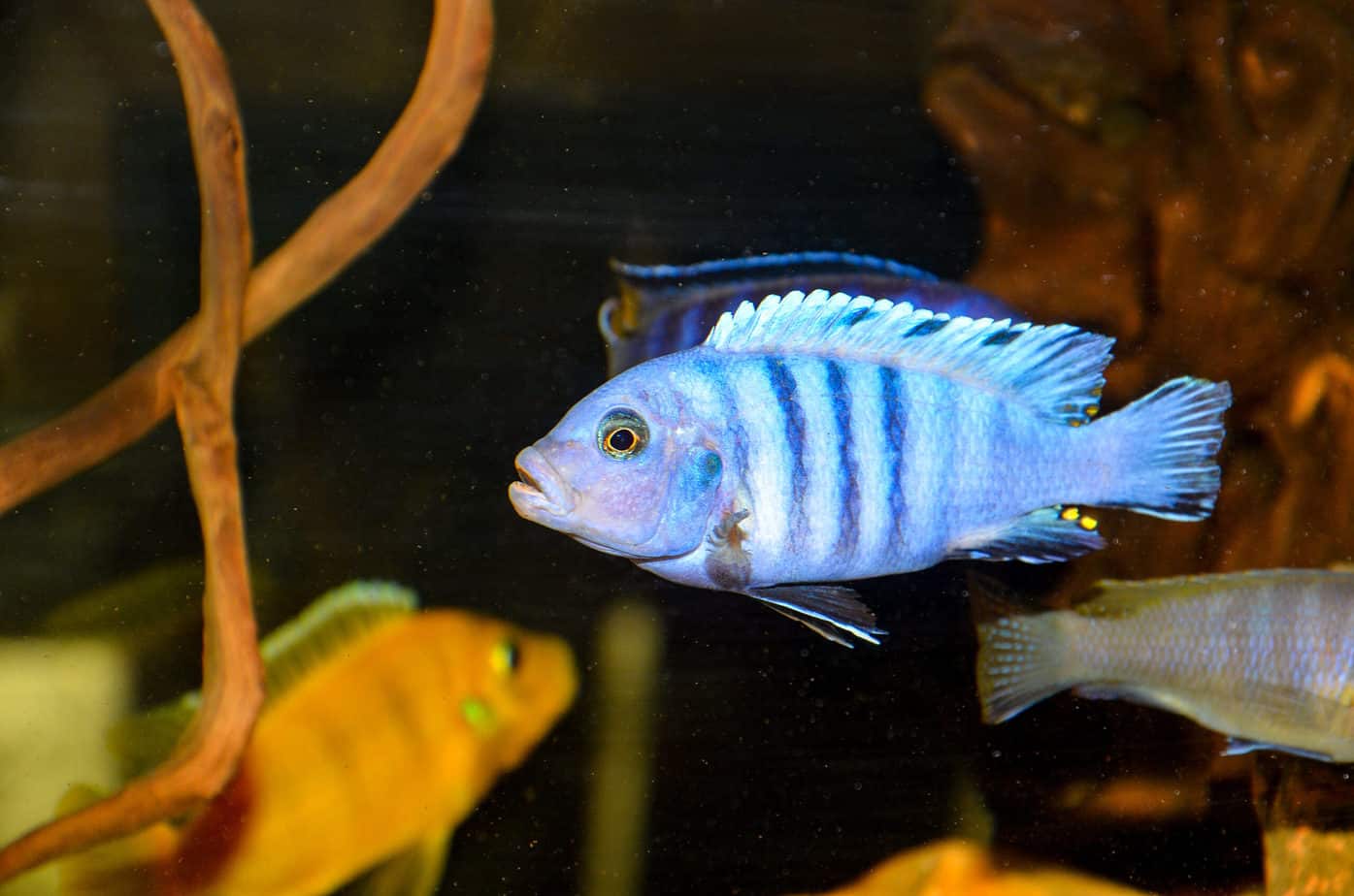 Best Mbuna Cichlids for Beginners - Pet Fish Pro