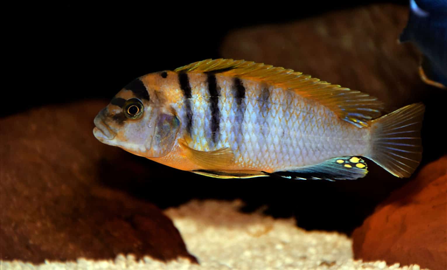 Red Top Hongi Cichlid (Labidochromis sp. "Hongi") - Pet Fish Pro
