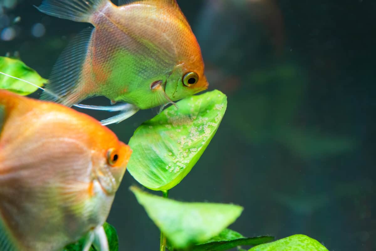 Beginner's Guide to Breeding Angelfish (8 Easy Steps) - Pet Fish Pro
