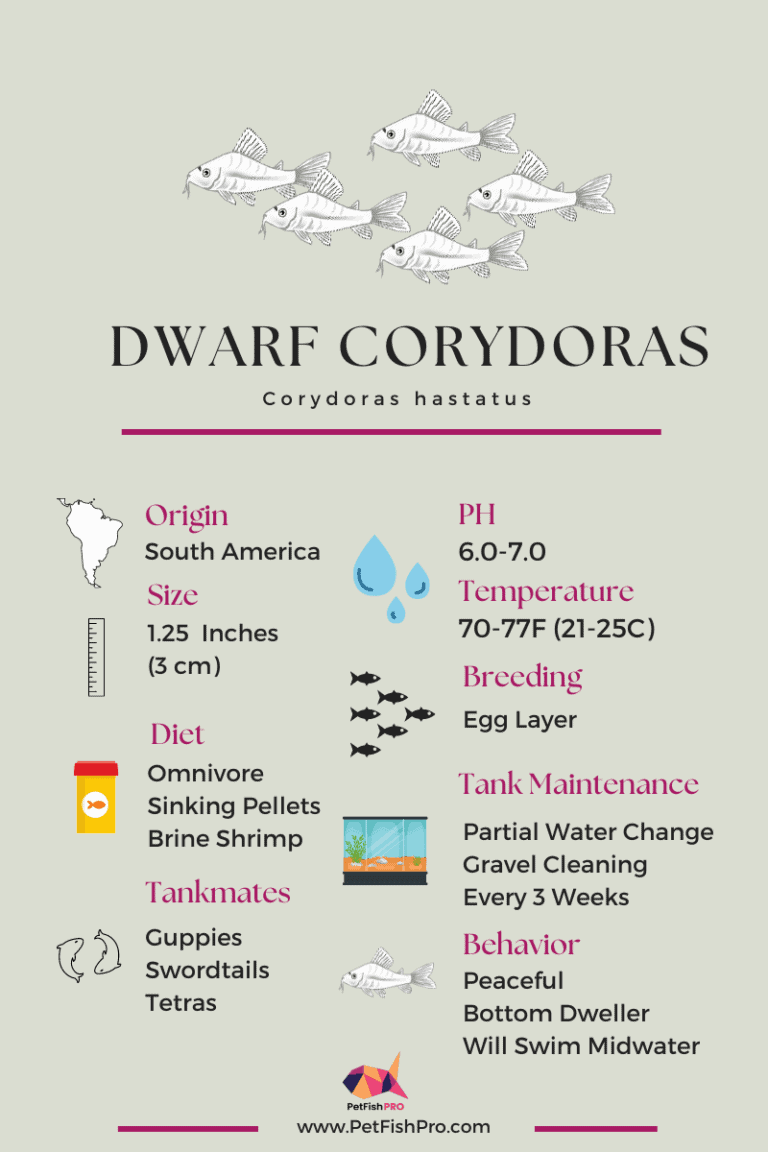 How to Take Care of Dwarf Corydoras (Beginner’s Guide and Infograph ...