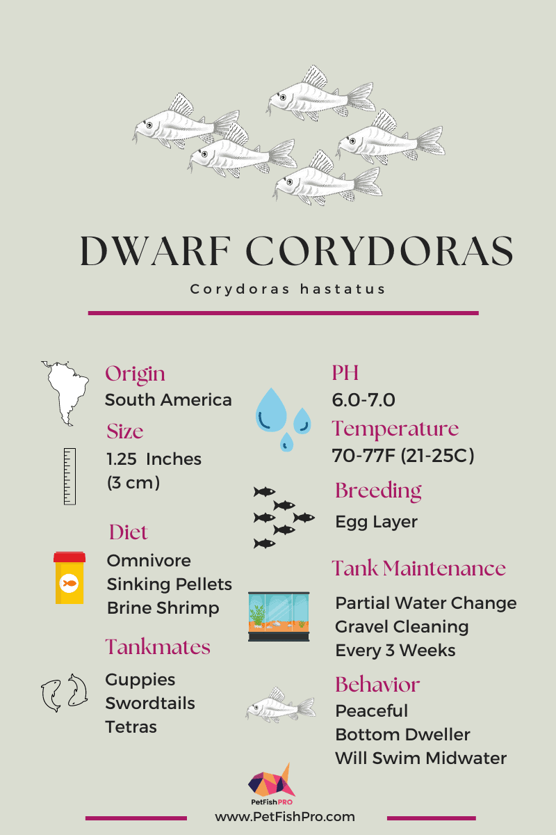How to Take Care of Dwarf Corydoras (Beginner’s Guide and Infograph ...