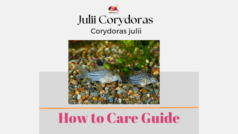 How to Take Care of Julii Corydoras (Infographs) - Pet Fish Pro