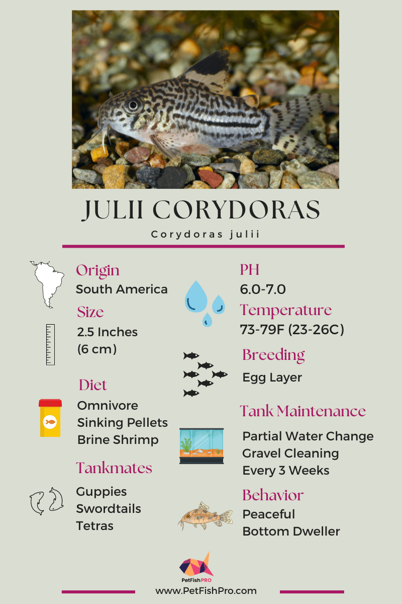 How to Take Care of Julii Corydoras (Infographs) - Pet Fish Pro