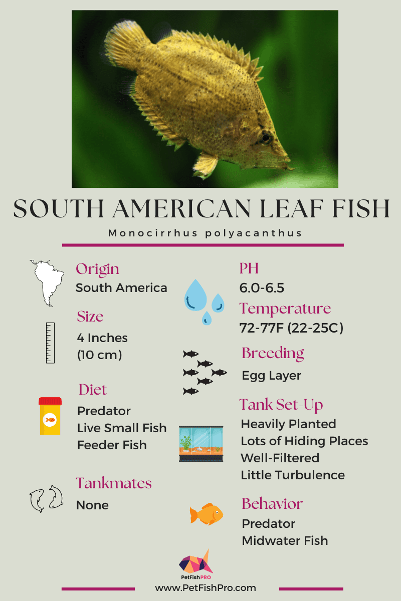 How to Take Care of South American Leaf Fish (Beginner’s Guide) - Pet ...