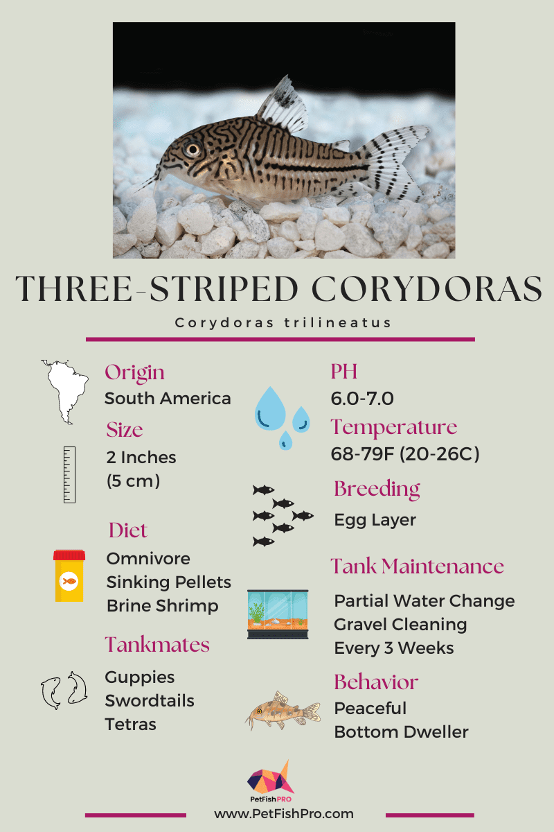 How to Take Care of Three-Striped Corydoras (Infographs) - Pet Fish Pro
