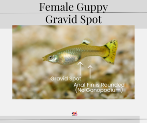 How to Tell Male and Female Guppies Apart? (Photos and Quiz) - Pet Fish Pro
